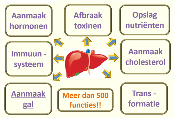 10 tips voor een gezonde lever | Power Academy