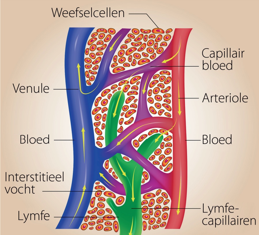 Hoe zorg je voor een gezonde lymfestelsel? | Power Academy